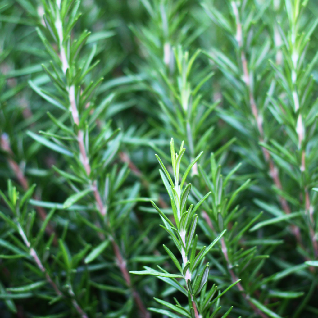 Rosemary - Agrin Maroc