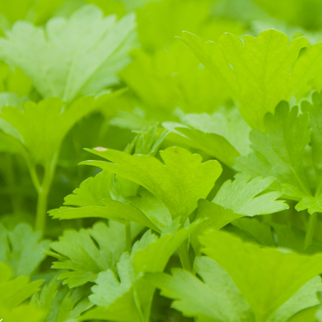 Discover our herbs and spices made in Morocco - Agrin Maroc
