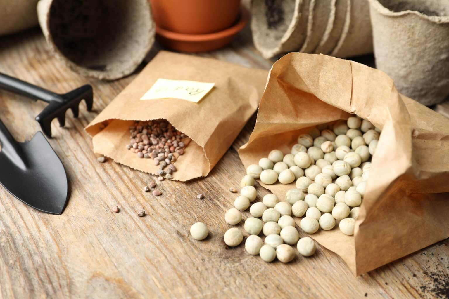 Seeds multiplication & innovation - Agrin Maroc