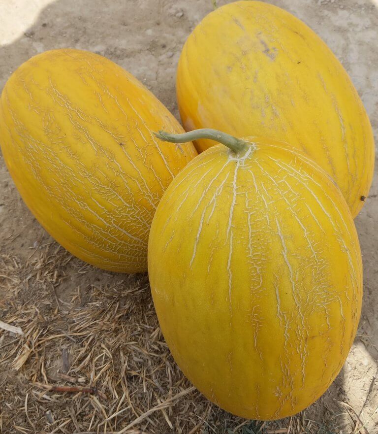 Canary yellow melon - Agrin Maroc
