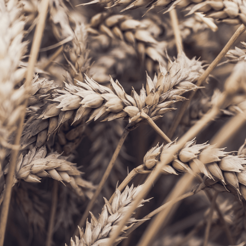 Durum wheat - Agrin Maroc